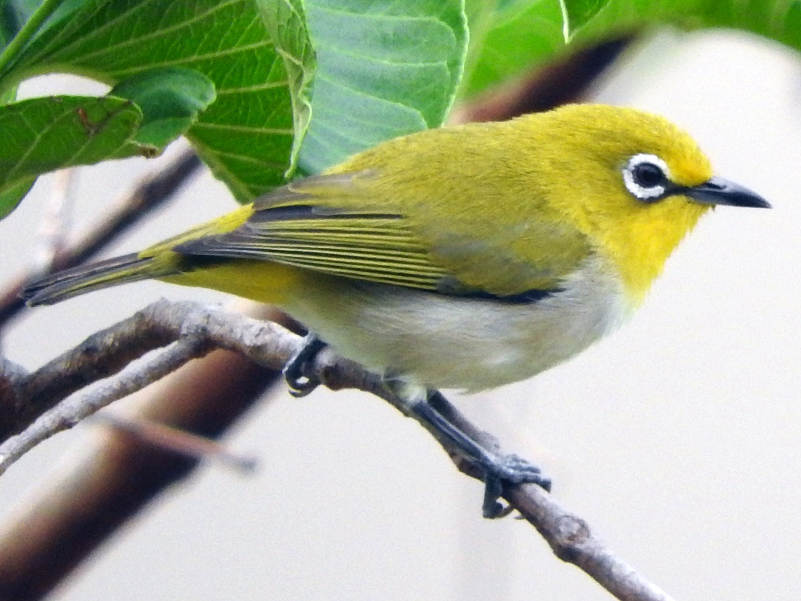 Ashy-bellied White-eye - eBird