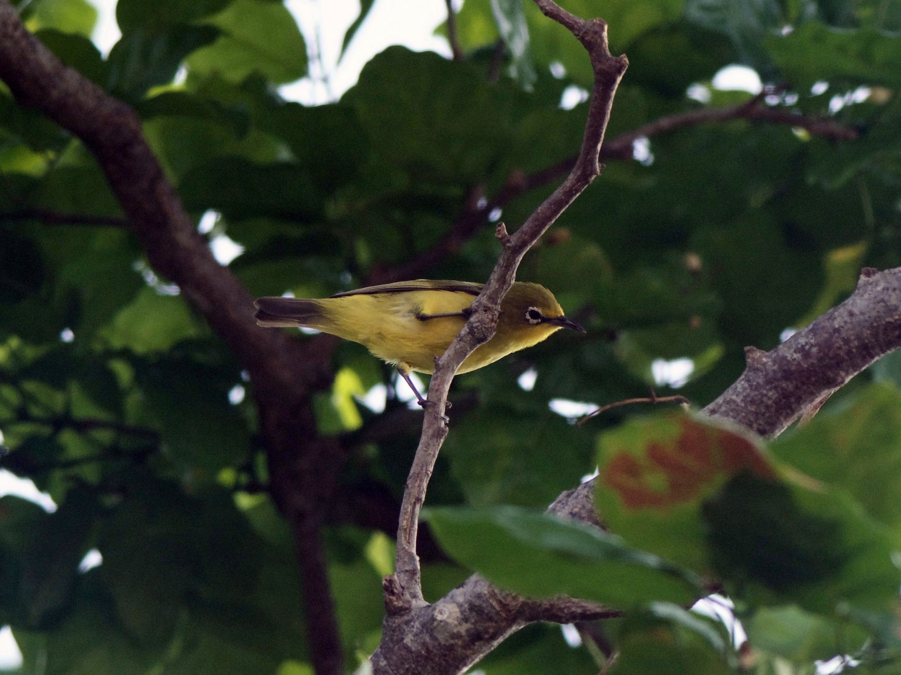 Australian Yellow White-eye - eBird