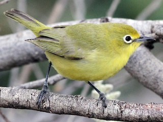 Australian Yellow White-eye - Zosterops luteus - Birds of the World