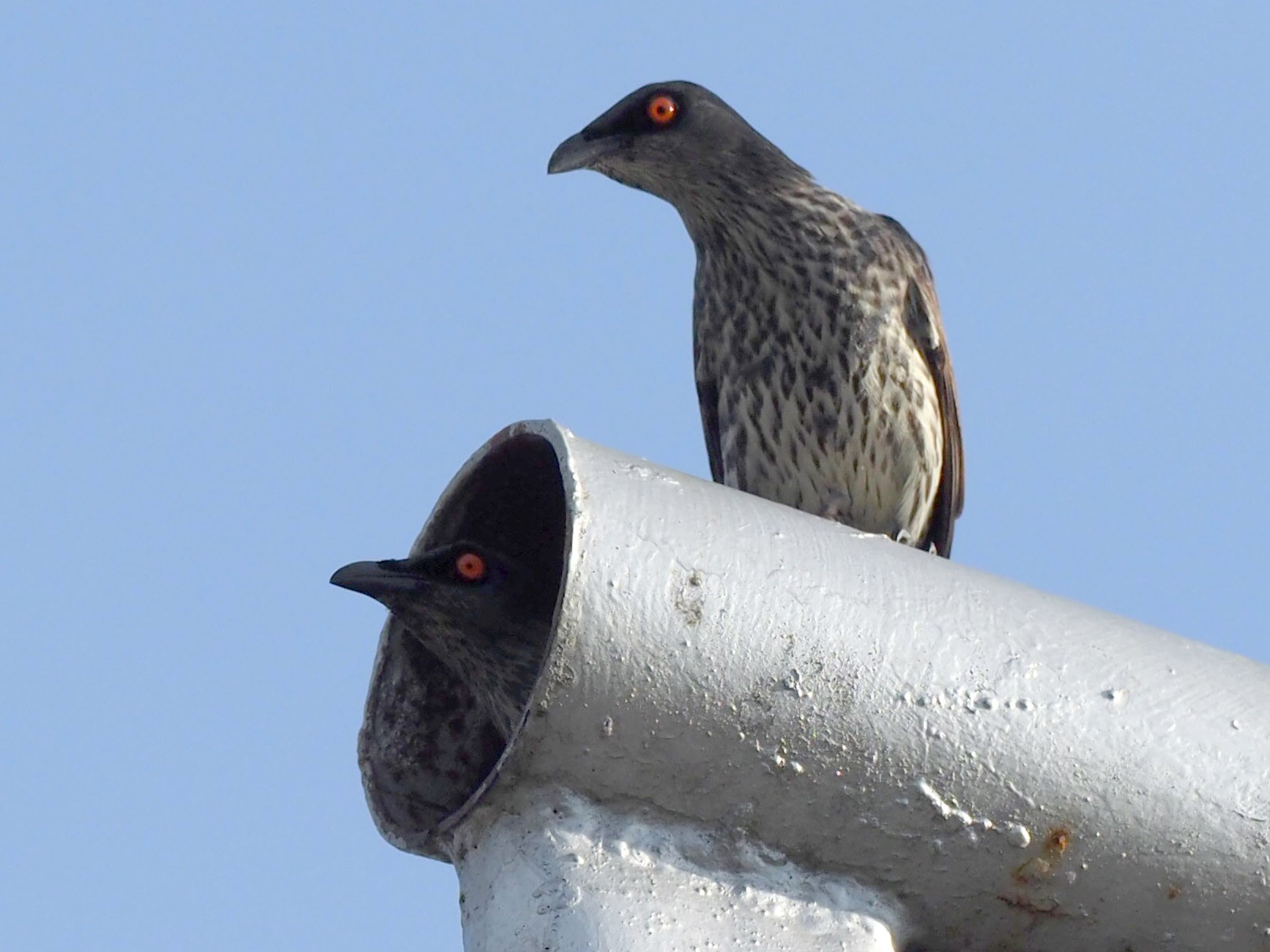 Singing Starling - eBird