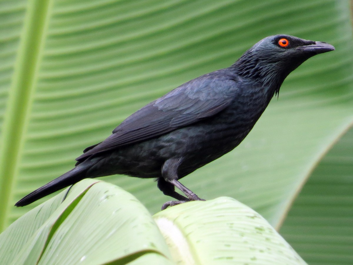 Singing Starling - Aplonis cantoroides - Birds of the World