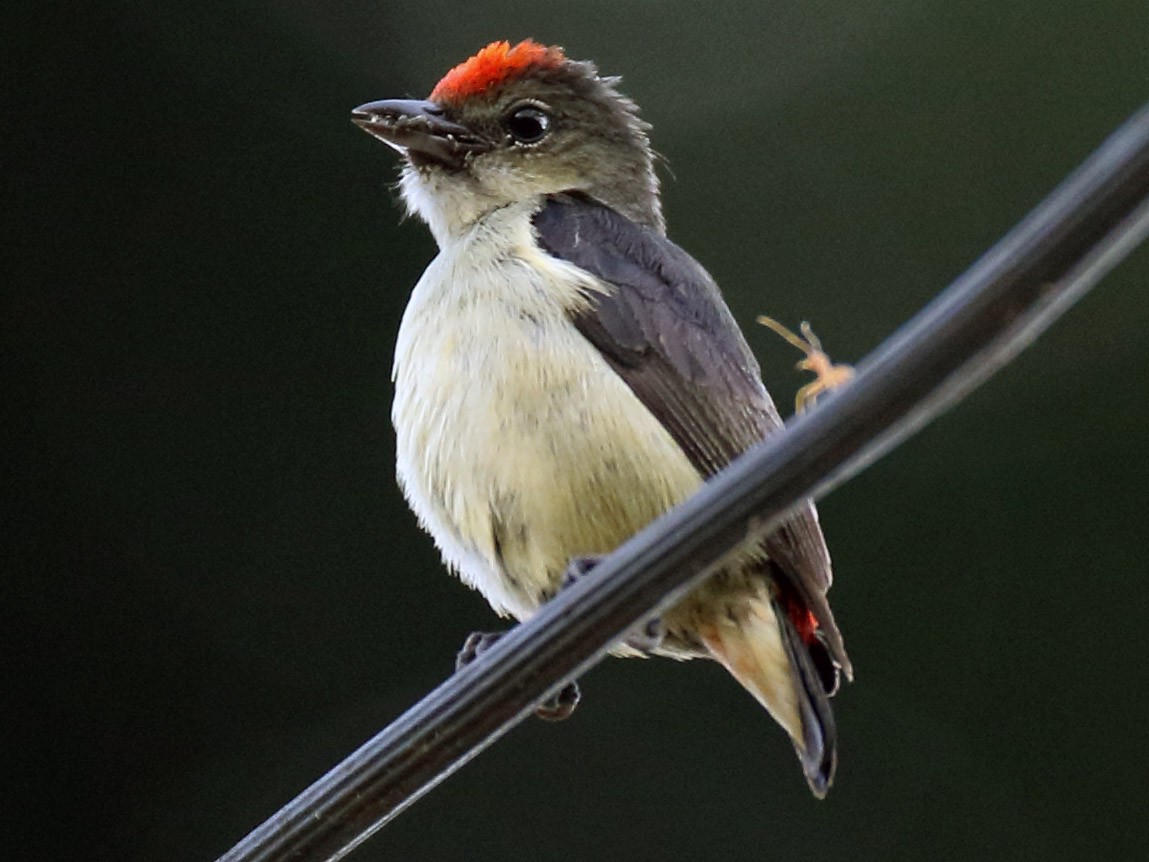 Red-capped Flowerpecker - eBird