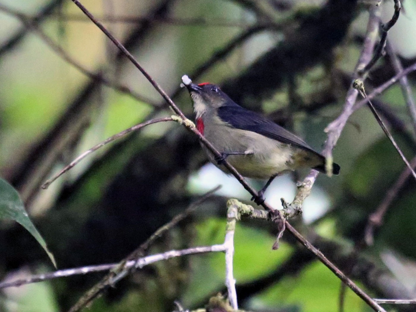 Red-capped Flowerpecker - eBird