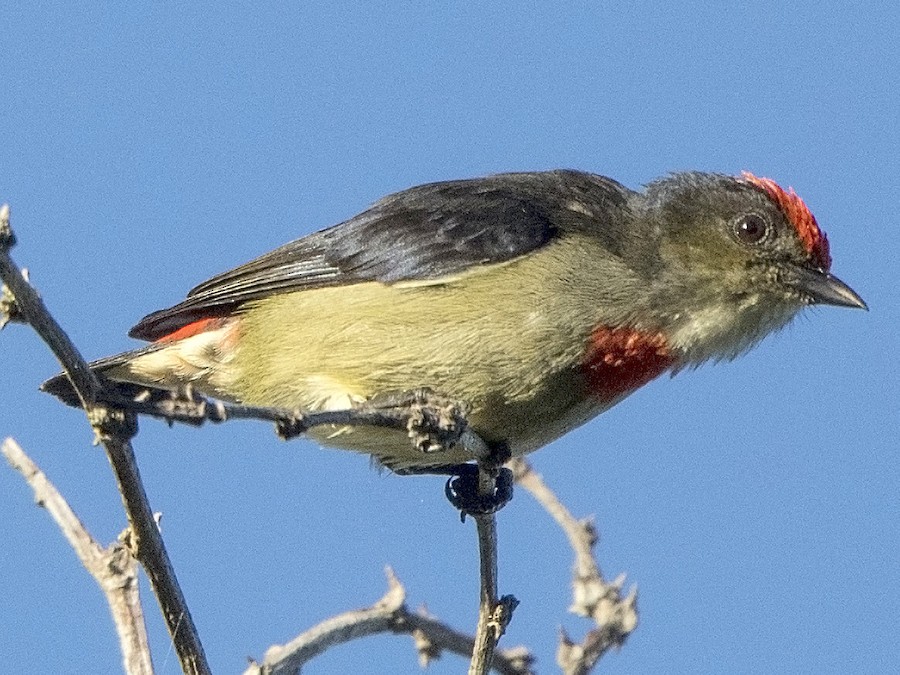 Red-capped Flowerpecker - eBird