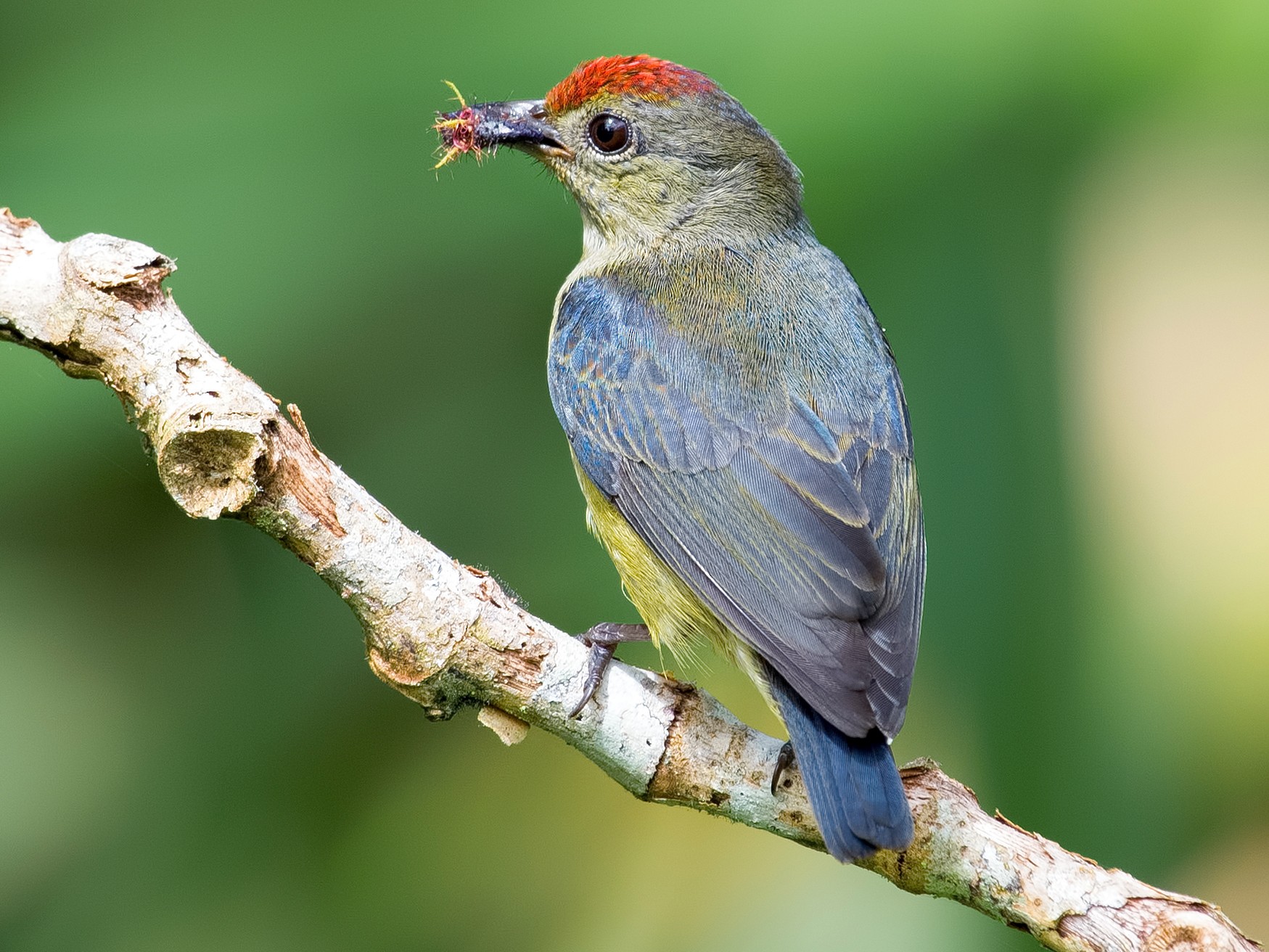 Red-capped Flowerpecker - eBird