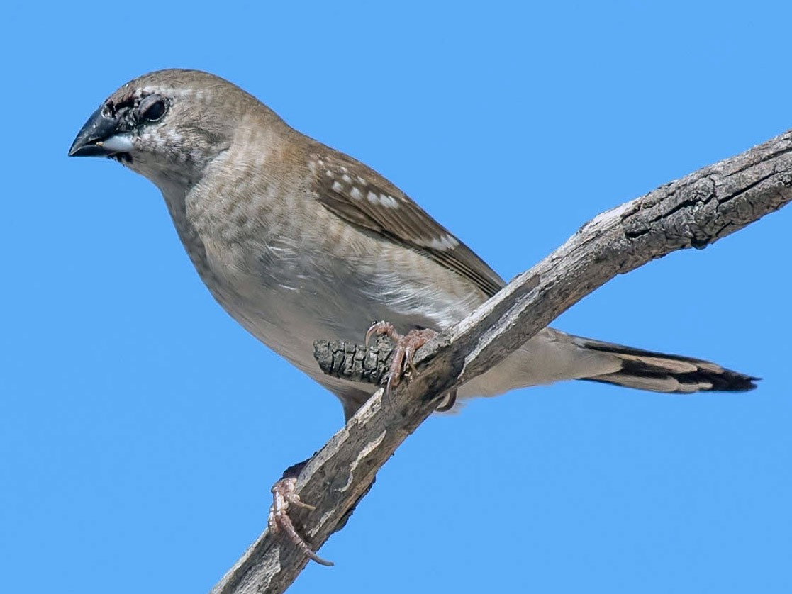 Plum-headed Finch - eBird