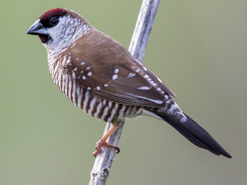 Plum-headed Finch - eBird