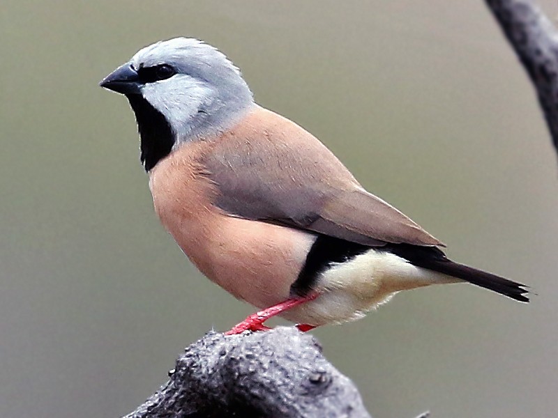 Black-throated Finch - eBird