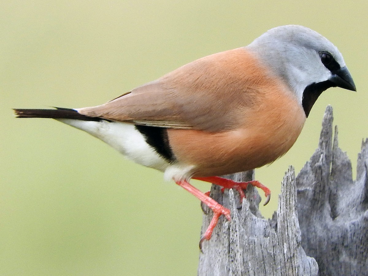 Black-throated Finch - Poephila cincta - Birds of the World