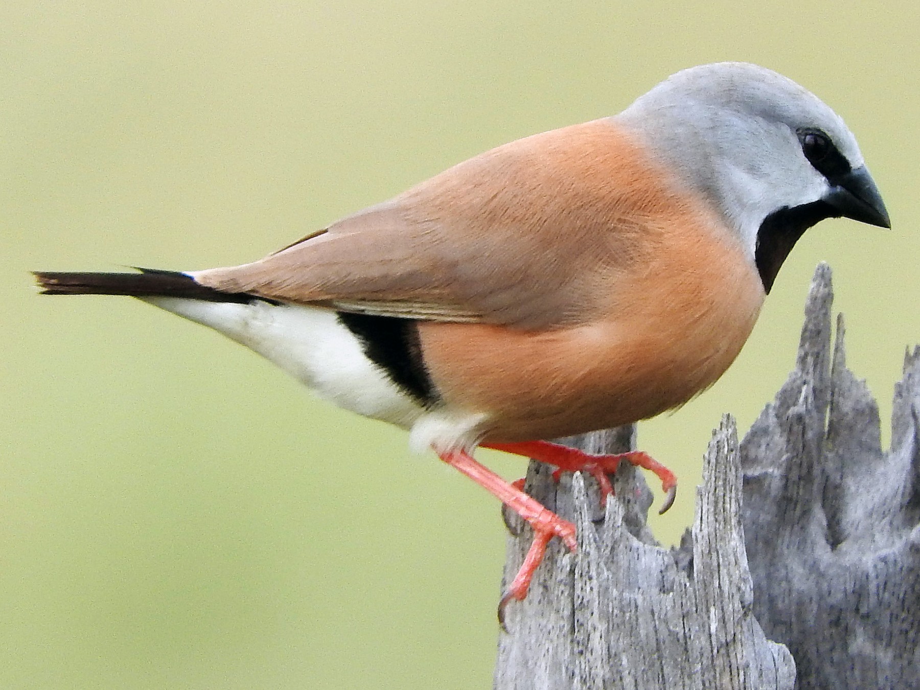 Black-throated Finch - eBird
