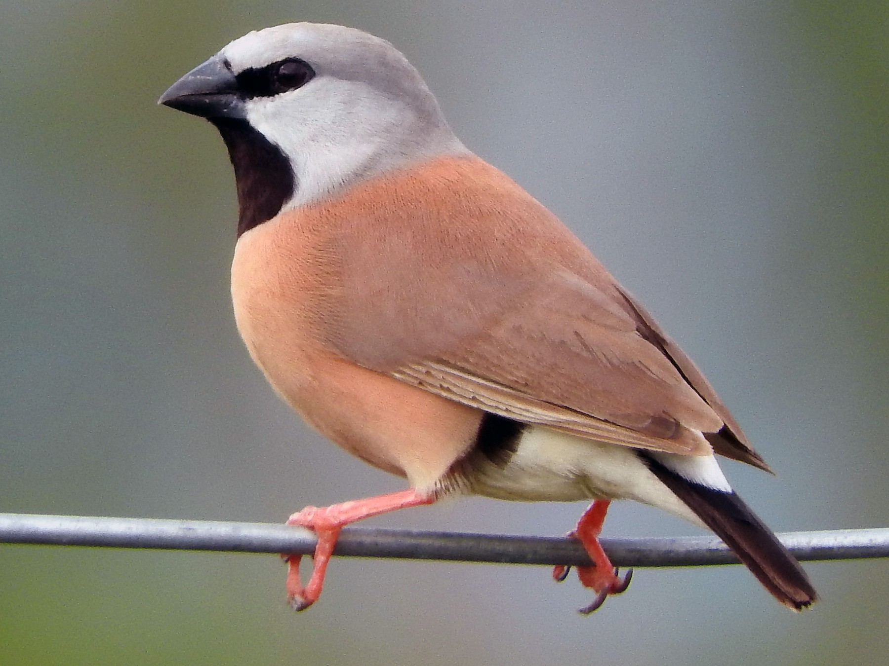 Black-throated Finch - eBird