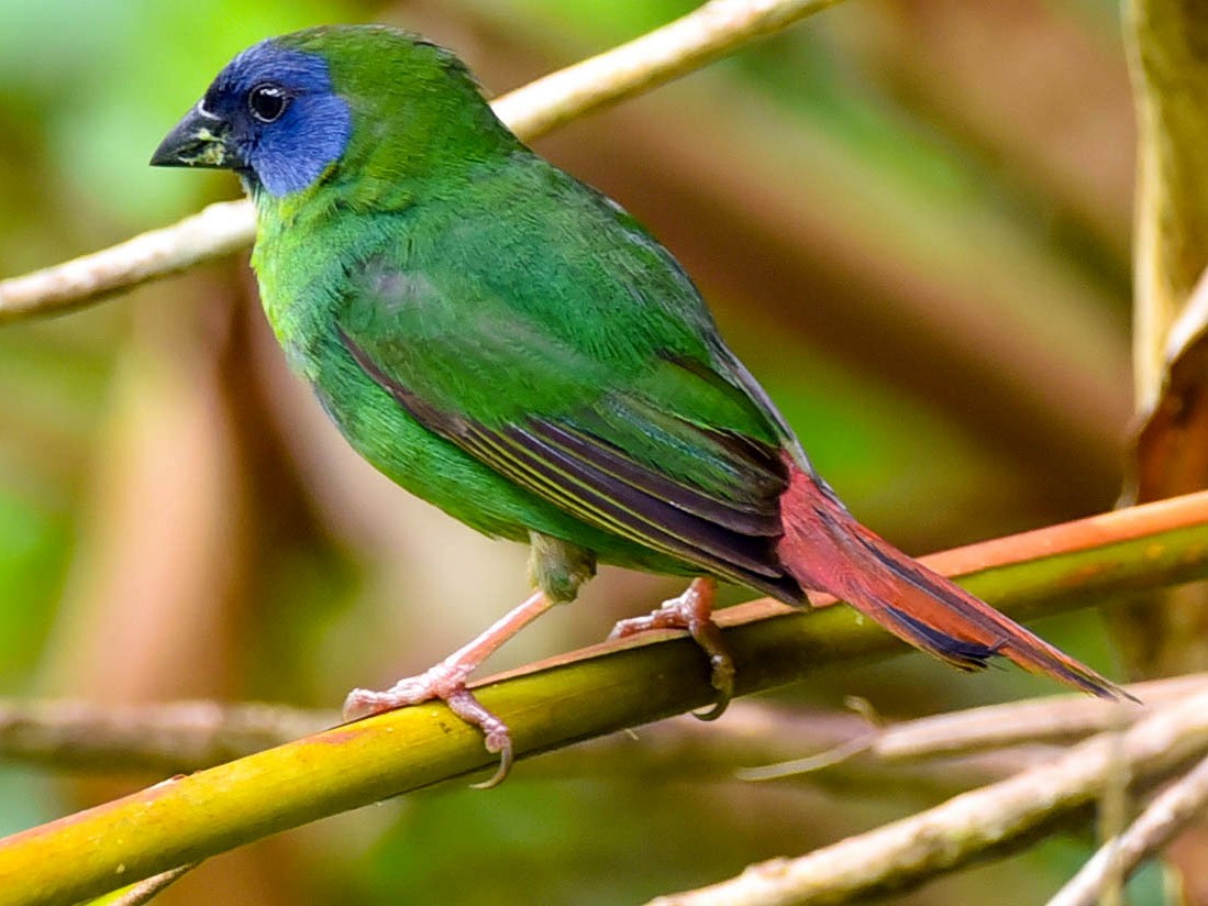 Blue-faced Parrotfinch - eBird