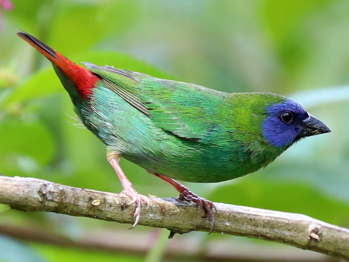 Blue-faced Parrotfinch - eBird