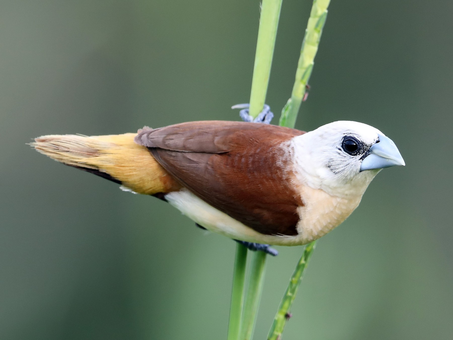 Types Of Mannikin Birds _ Identifying Birds – PUSHE