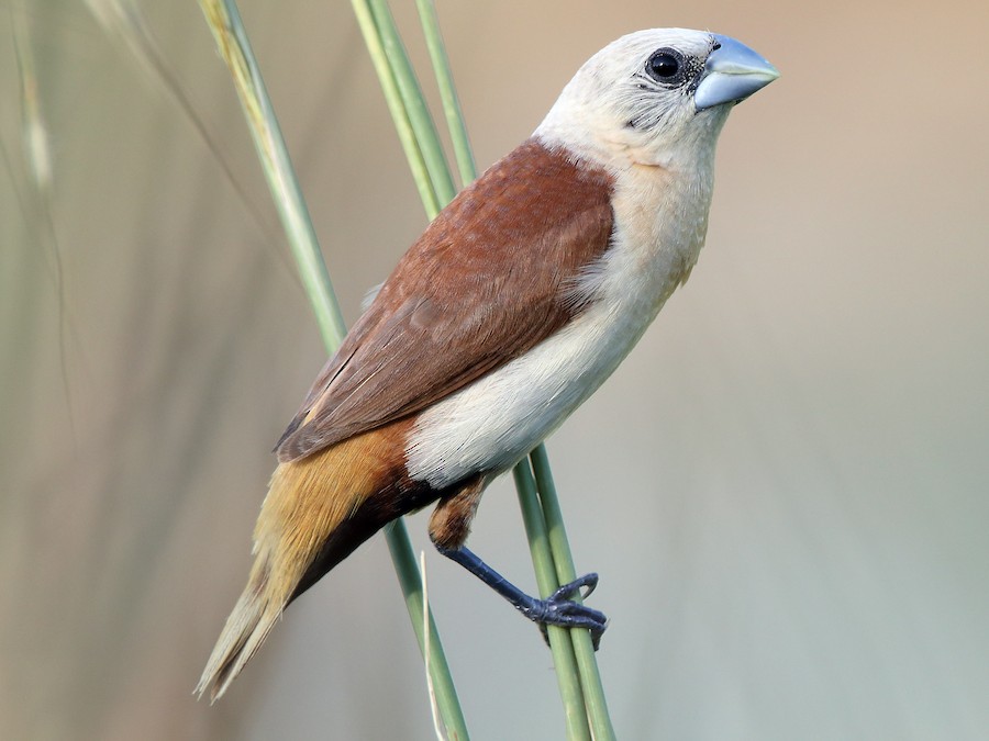 Yellow-rumped Mannikin - eBird