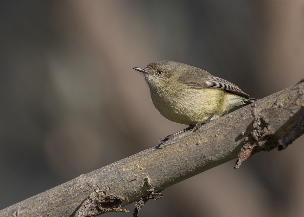 Buff-rumped Thornbill - Acanthiza reguloides - Media Search - Macaulay ...