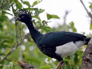 Yellow-knobbed Curassow - eBird