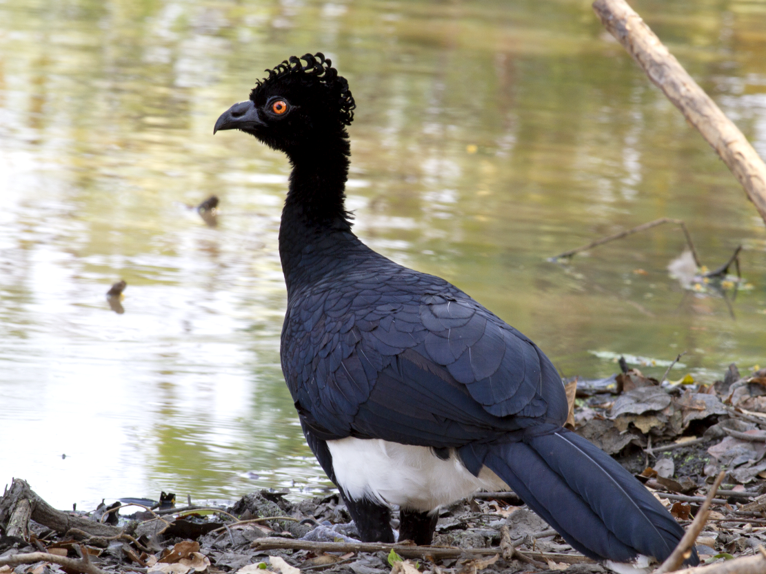 Yellow-knobbed Curassow - eBird