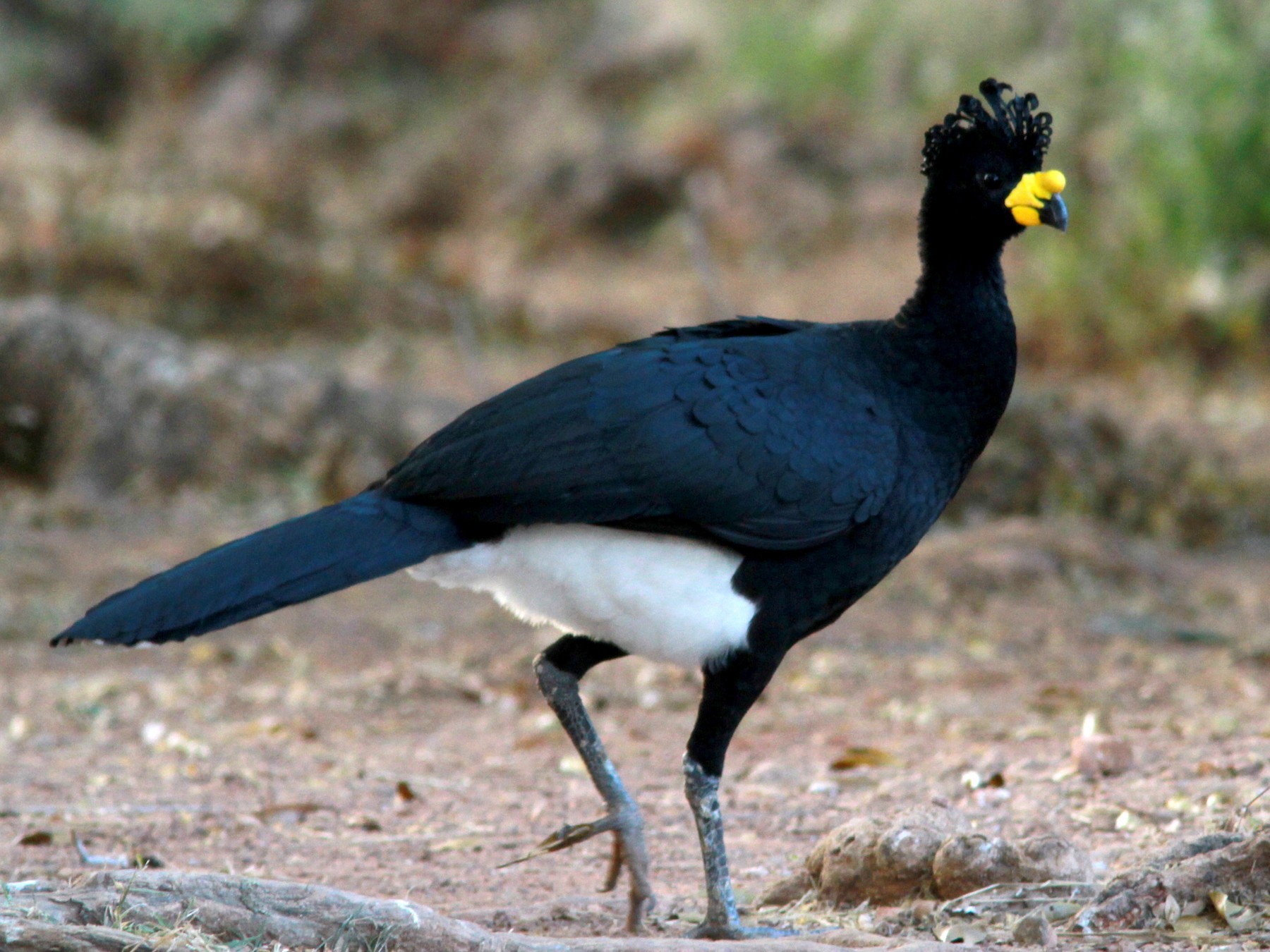 Yellow-knobbed Curassow - eBird