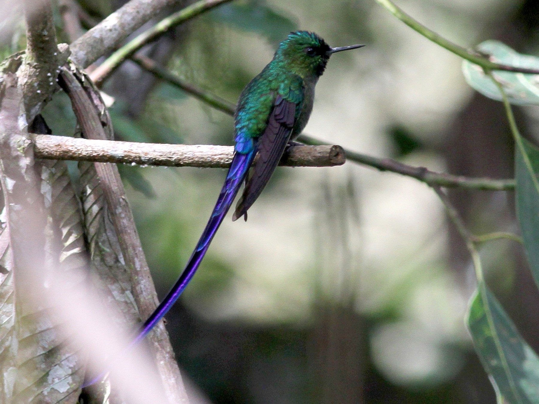 Colibrí Coludo de Venezuela - eBird