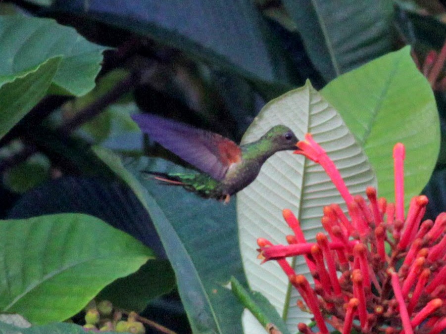 Crimson Topaz - eBird