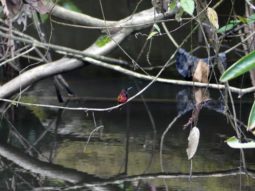 Crimson Topaz - eBird