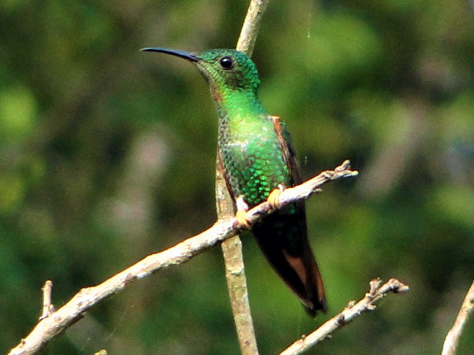 Crimson Topaz - eBird