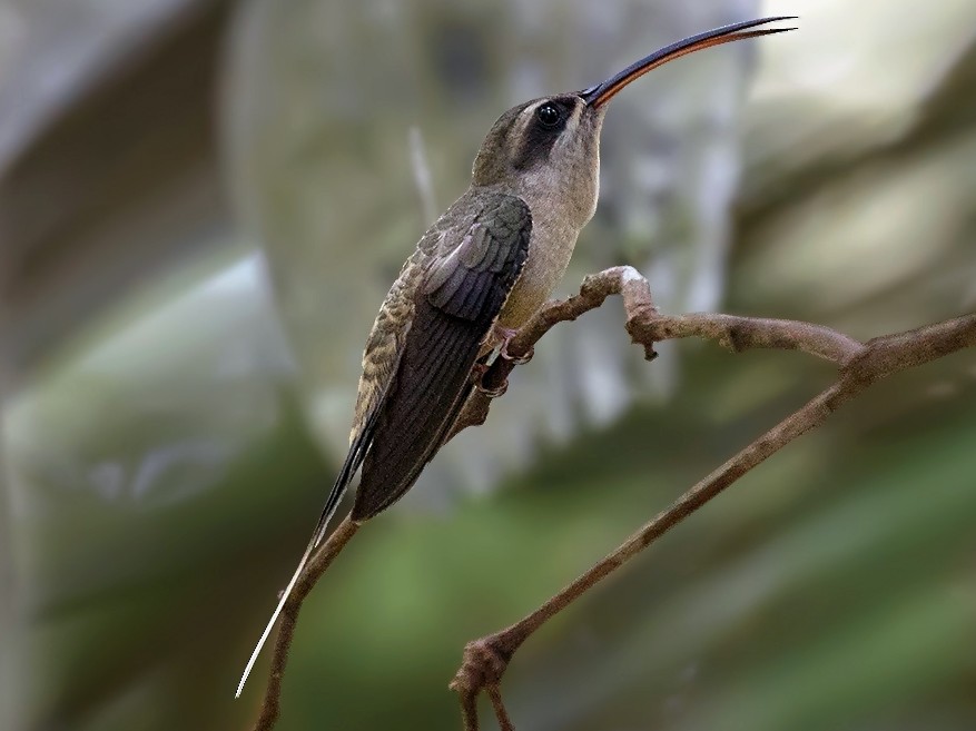 Long-tailed Hermit - eBird
