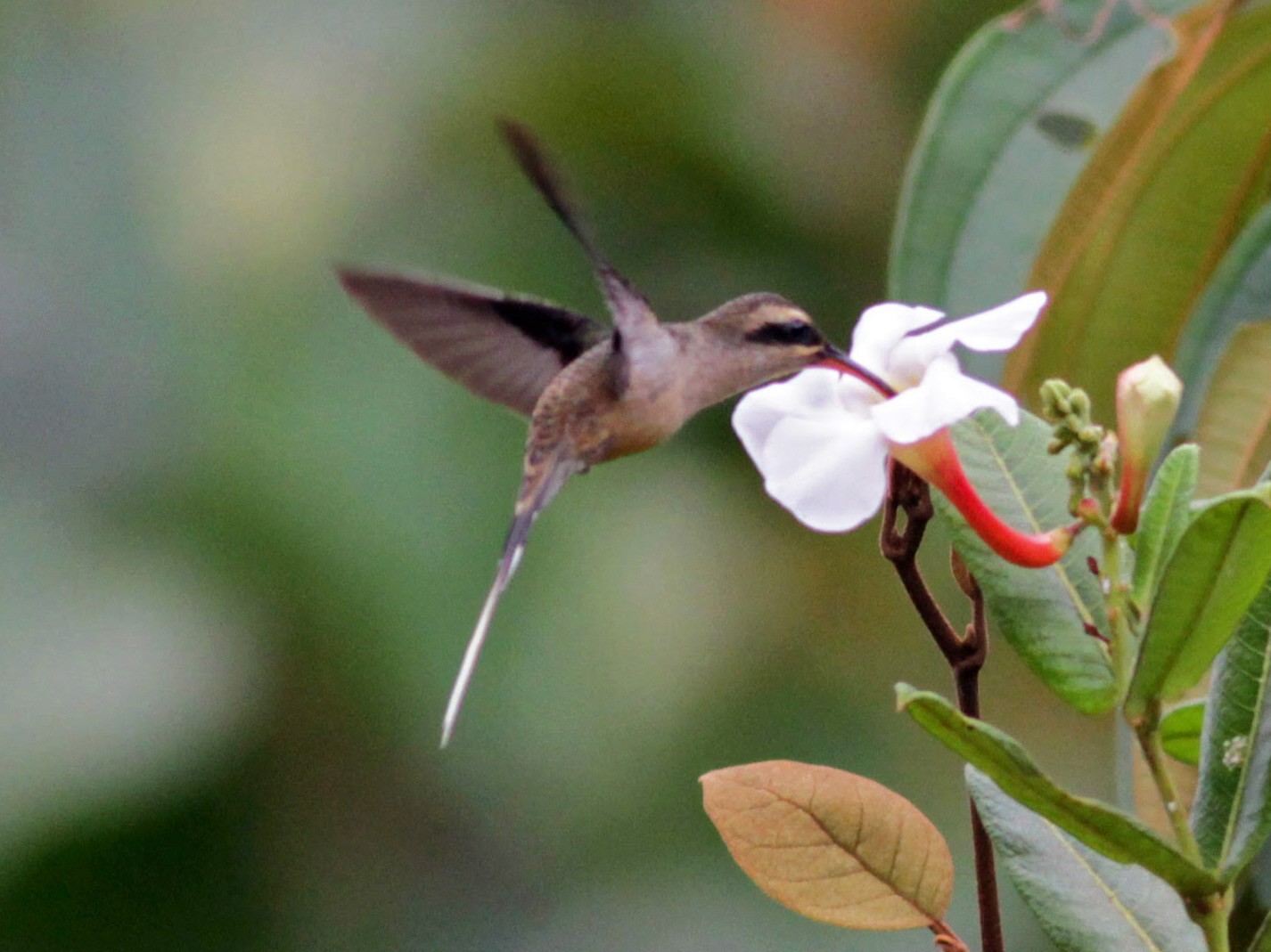 Long-tailed Hermit - eBird
