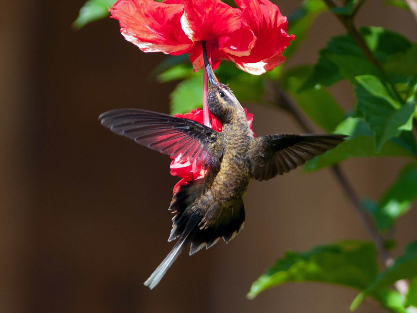 Long-tailed Hermit - eBird