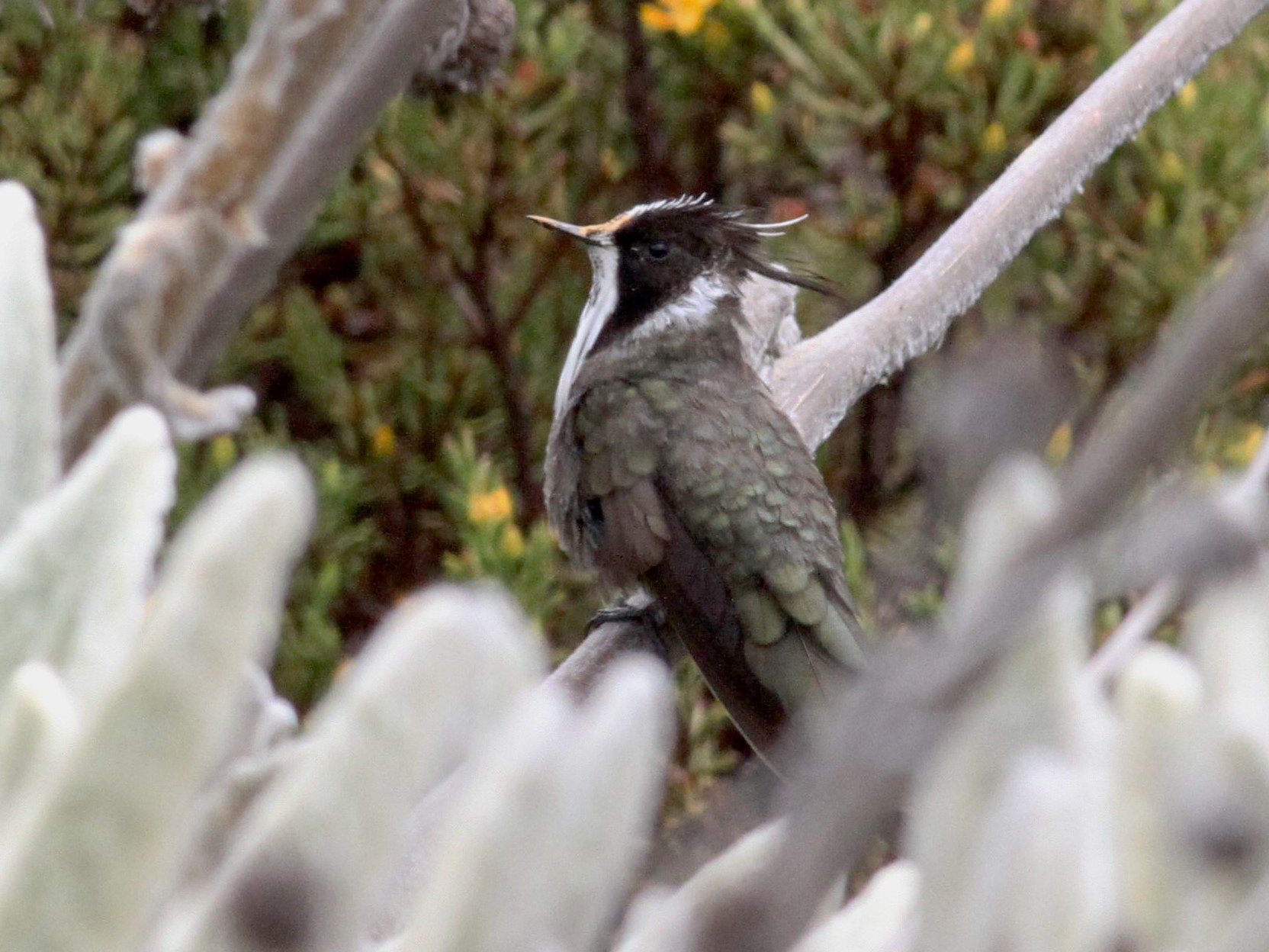 Colibrí Chivito de Mérida - eBird