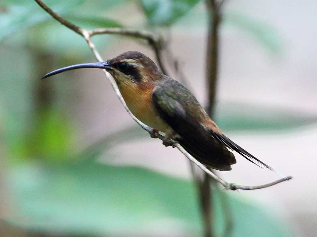 Little Hermit - eBird