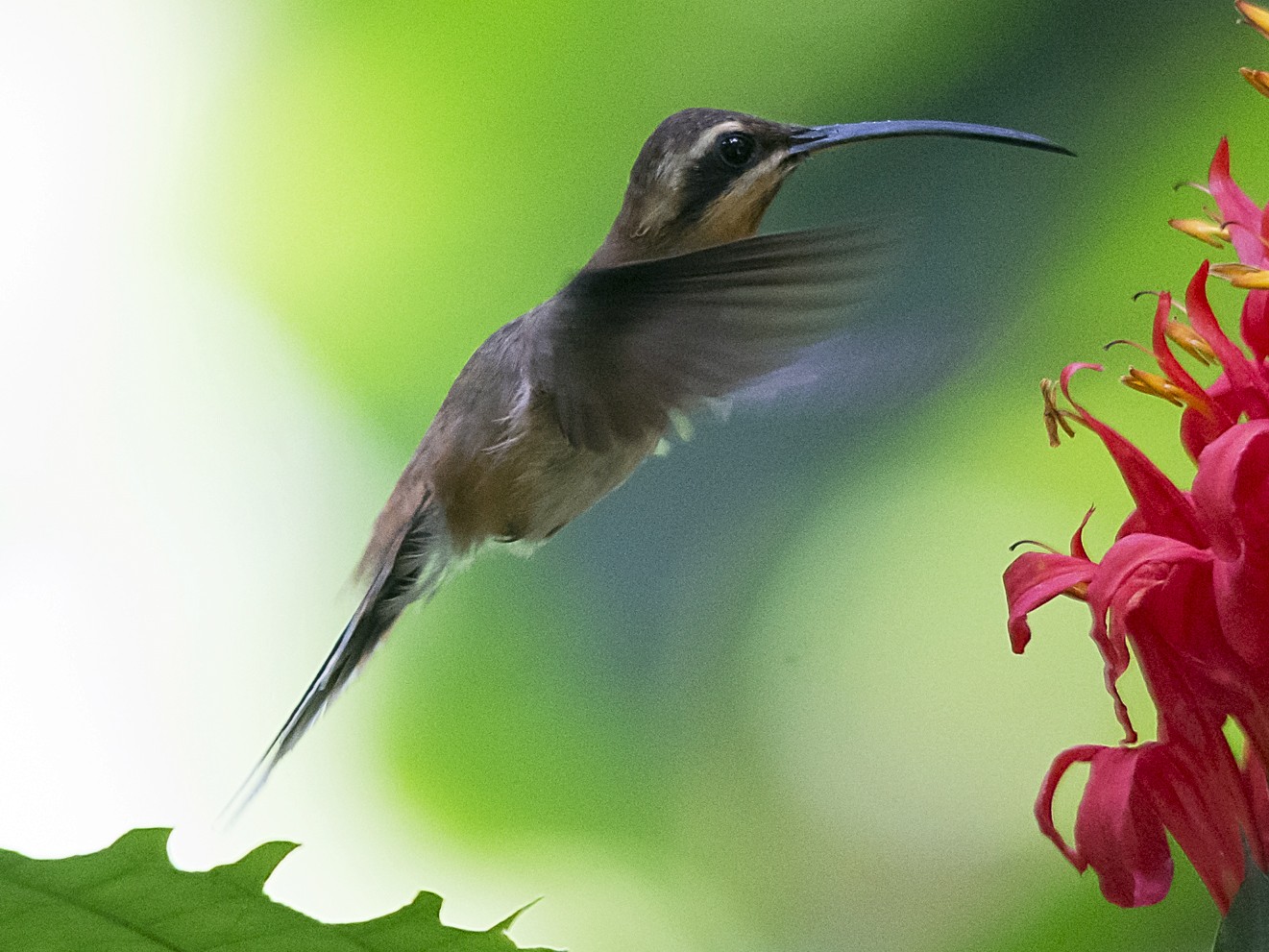 Little Hermit - eBird