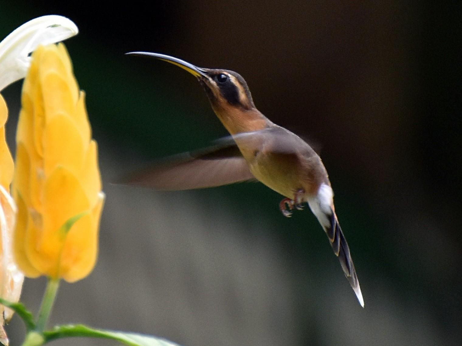 Little Hermit - eBird