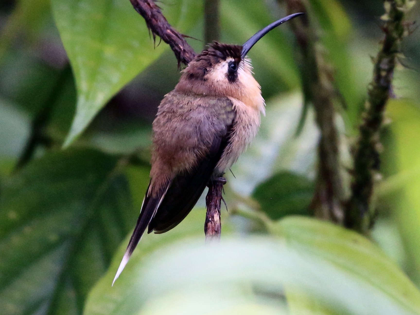 Little Hermit - eBird
