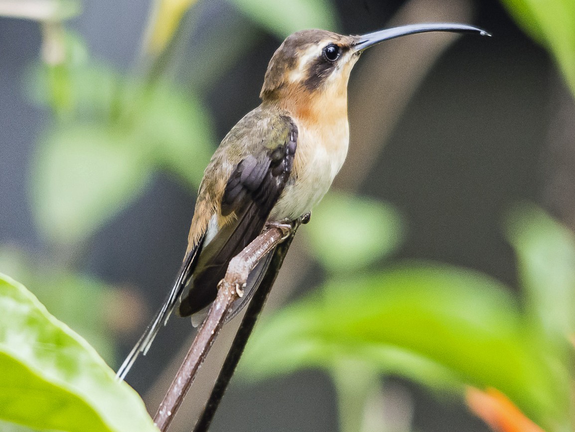 Little Hermit - eBird