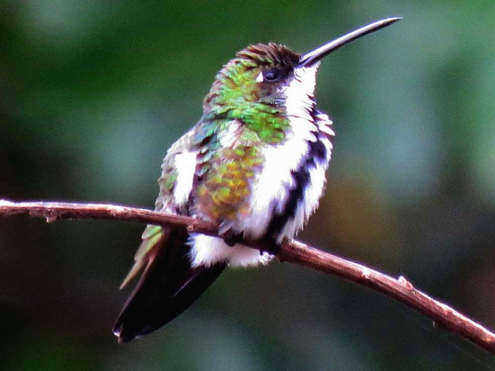 Green-throated Mango - eBird