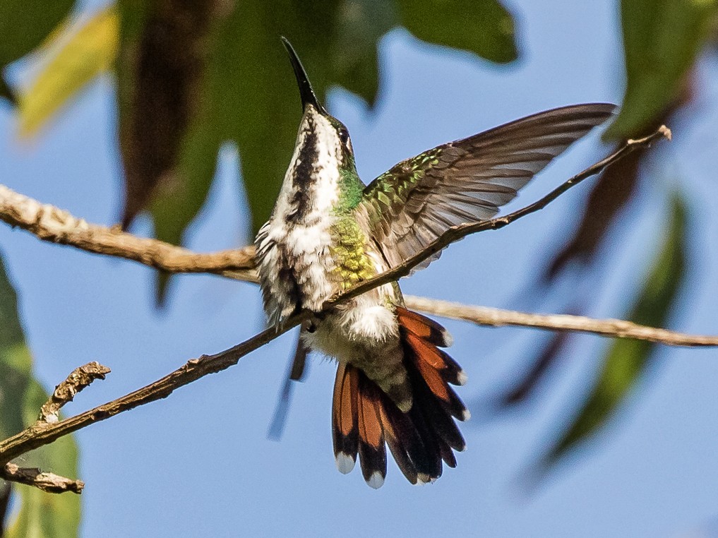 Green-throated Mango - eBird
