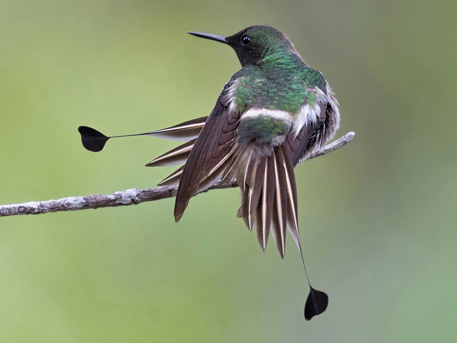 Racket-tipped Thorntail - eBird