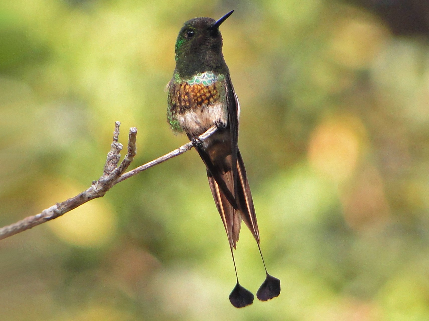 Racket-tipped Thorntail - eBird