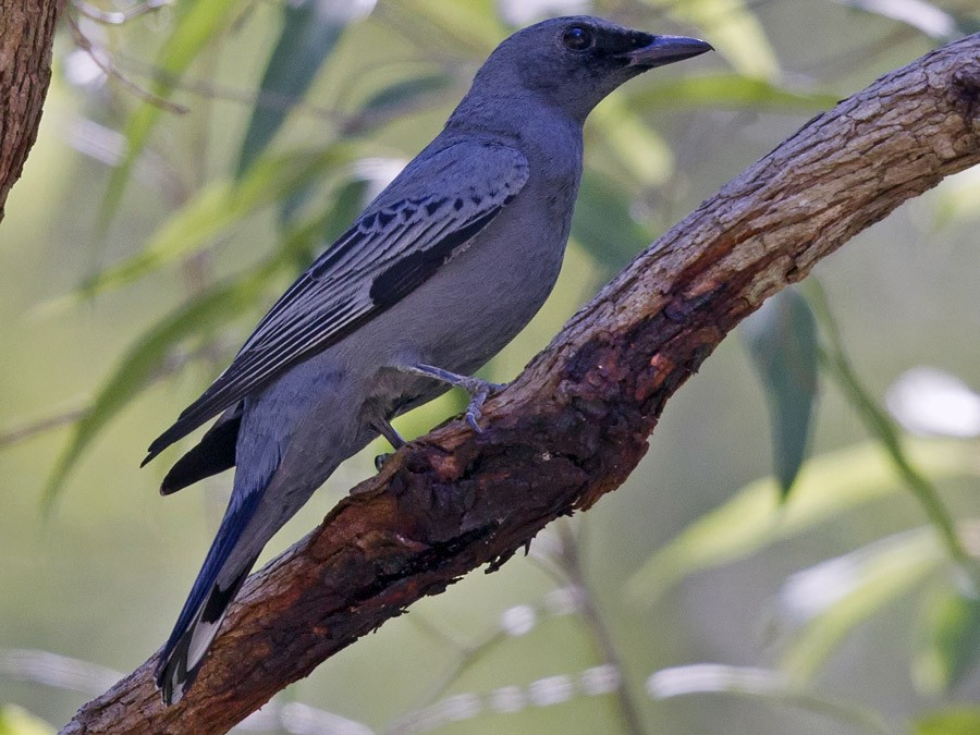 Common/Grey-capped/Yap/Pohnpei Cicadabird - eBird