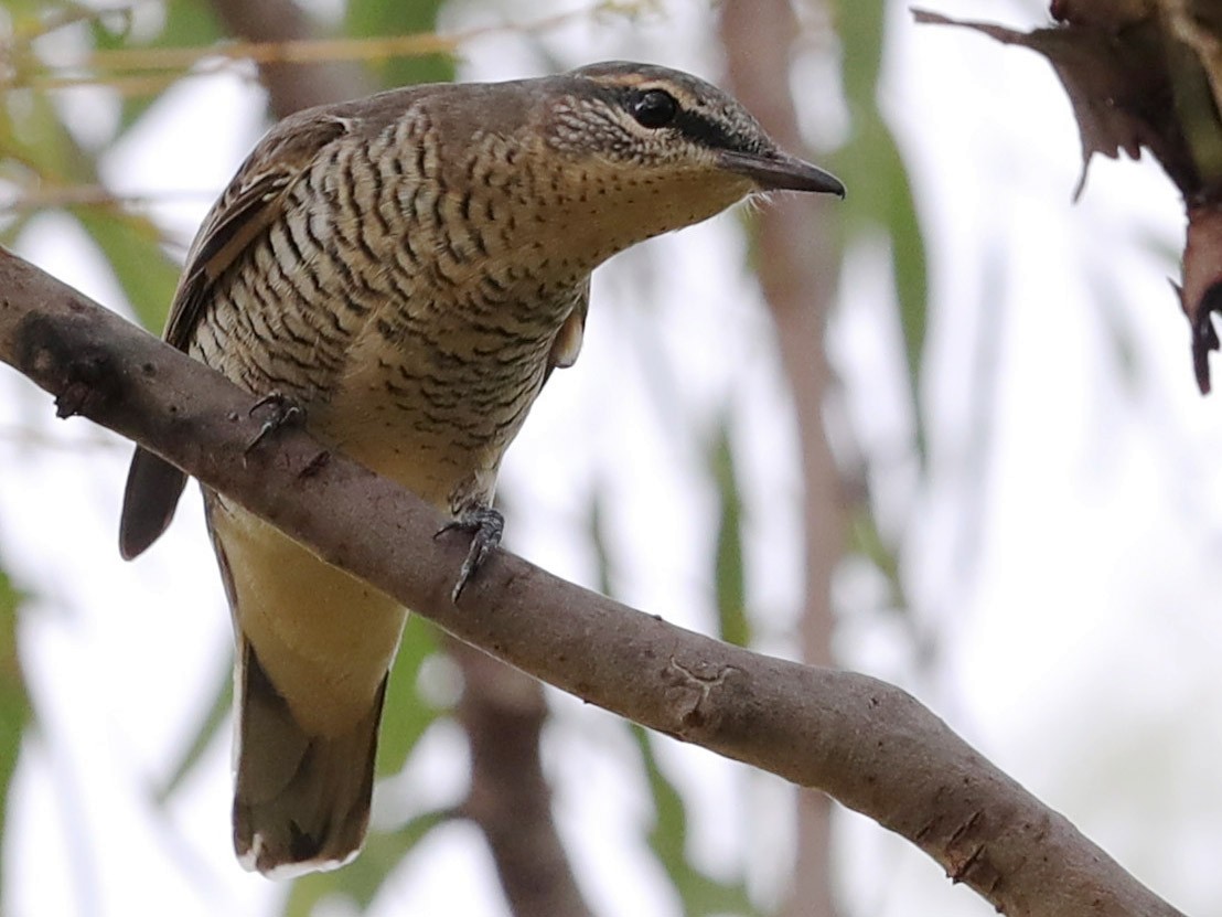 Common Cicadabird - eBird