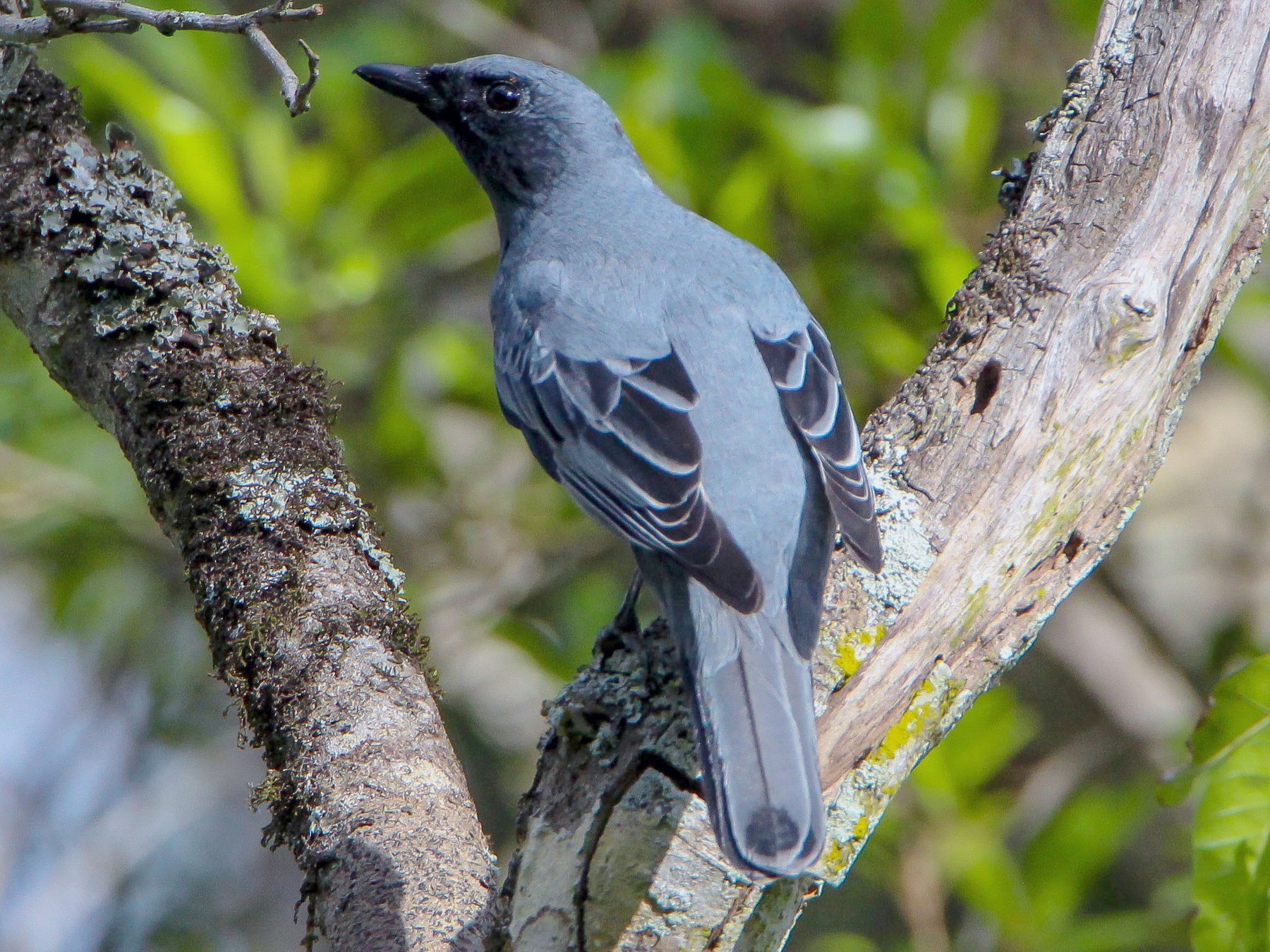 Common Cicadabird - eBird