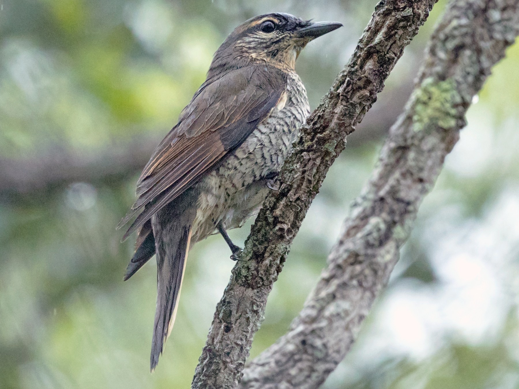 Common Cicadabird - eBird