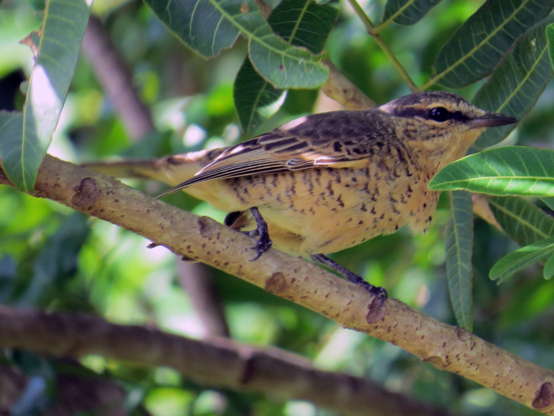 Common Cicadabird - eBird