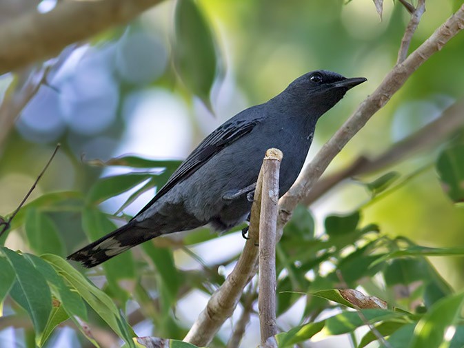 Common Cicadabird - eBird