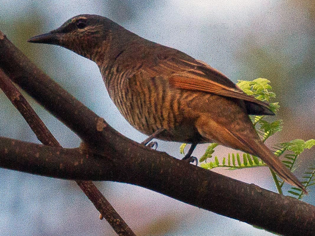 Common Cicadabird - eBird