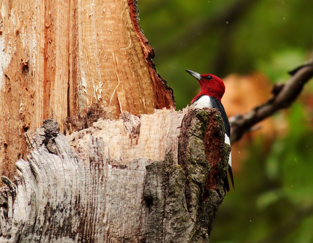 eBird Checklist - 3 Sep 2019 - 2801–2885 S Santiago Rd, Au Gres US-MI ...