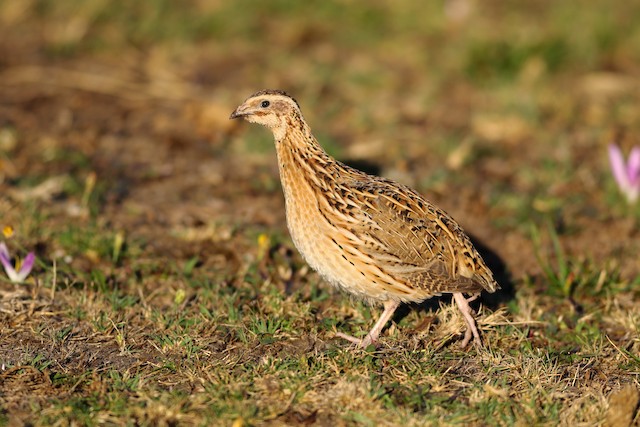 Common Quails