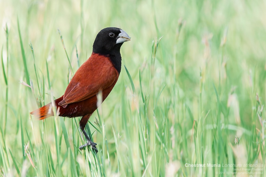 Chestnut Munia (Chestnut) - eBird